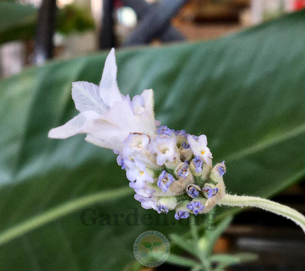 French Lavender (Lavandula dentata) in the Lavenders Database - Garden.org