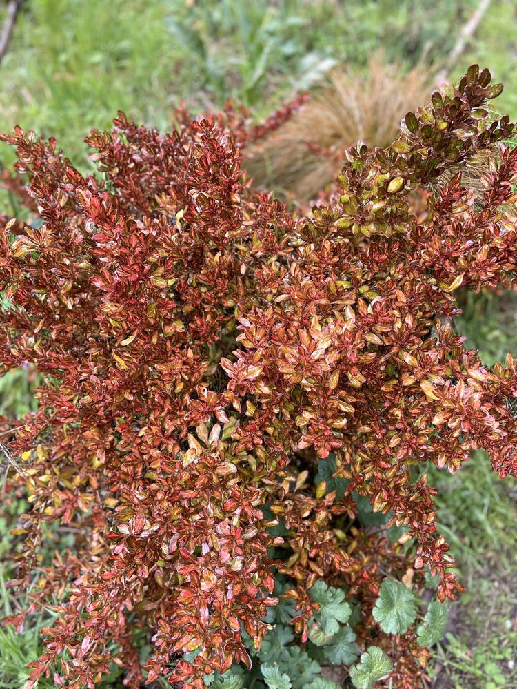 Photo of the entire plant of Australian Mirror Bush (Coprosma 'Fire ...