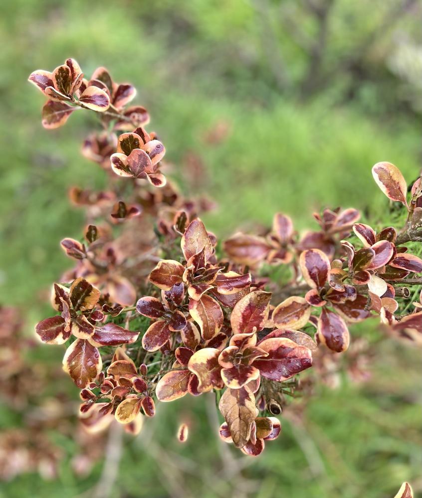 Photo of the leaves of Mirror Bush (Coprosma repens 'Pink Splendor ...