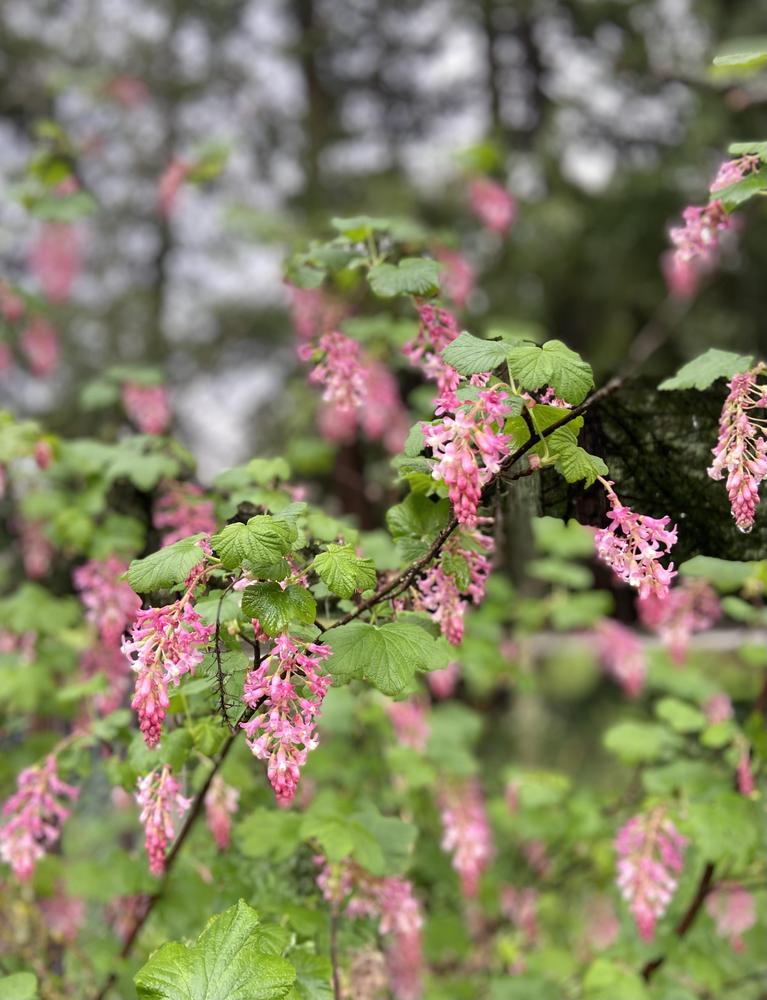 Photo of the bloom of Pink Flowering Currant (Ribes sanguineum var ...