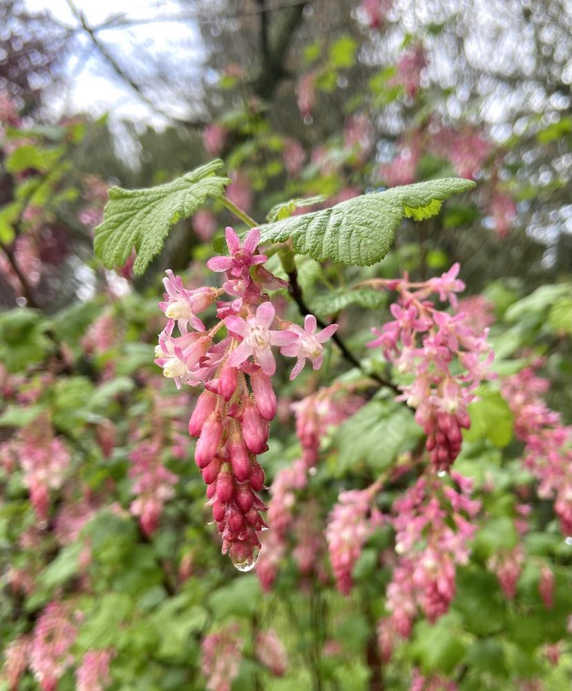 Photo of the bloom of Pink Flowering Currant (Ribes sanguineum var ...