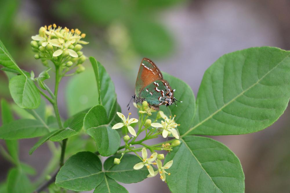 Wafer Ash (Ptelea trifoliata) - Garden.org