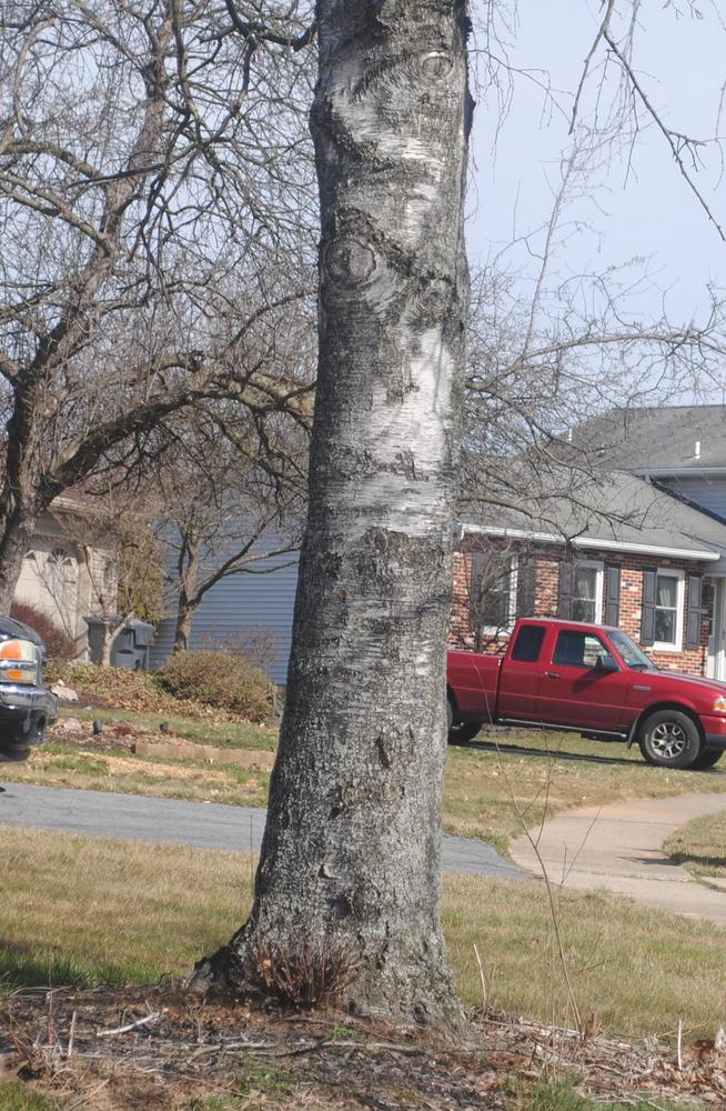 Photo of the stem, scape, stalk or bark of Gray birch (Betula ...