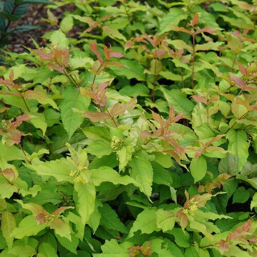 Photo of the leaves of Bush Honeysuckle (Diervilla Kodiak® Fresh ...
