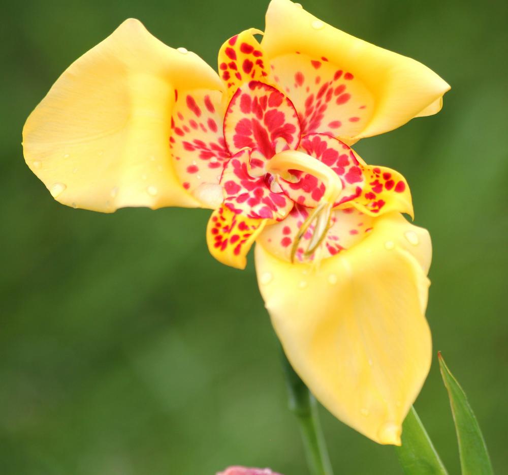 Photo of the bloom of Mexican Shell Flower (Tigridia pavonia) posted by ...