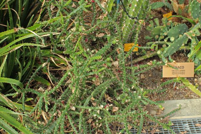 Photo of the entire plant of Tiger Pear (Opuntia aurantiaca) posted by ...