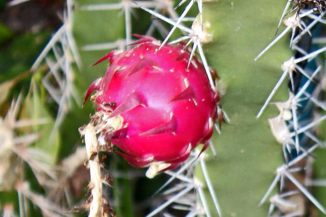 Photo of the fruit of Tiger Pear (Opuntia aurantiaca) posted by ...