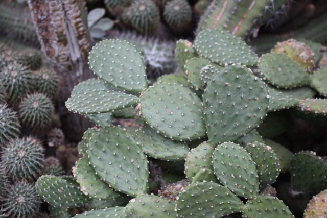 Photo of the entire plant of Nopal de Culebra (Opuntia decumbens ...