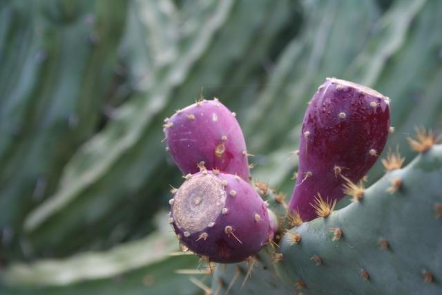 Photo of the fruit of Cow’s Tongue Pricklypear (Opuntia engelmannii var ...