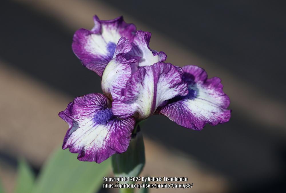 Photo of the bloom of Standard Dwarf Bearded Iris (Iris 'Lucky') posted ...