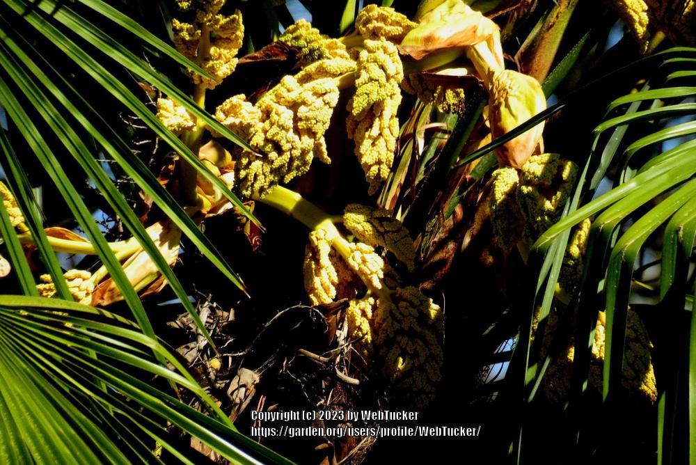 Photo of the seed pods or heads of Chinese Windmill Palm (Trachycarpus ...