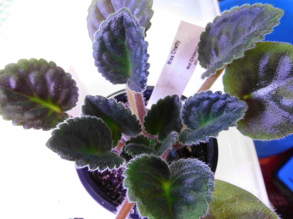 African Violet (Streptocarpus 'Miss Chatty') in the Cape Primroses ...