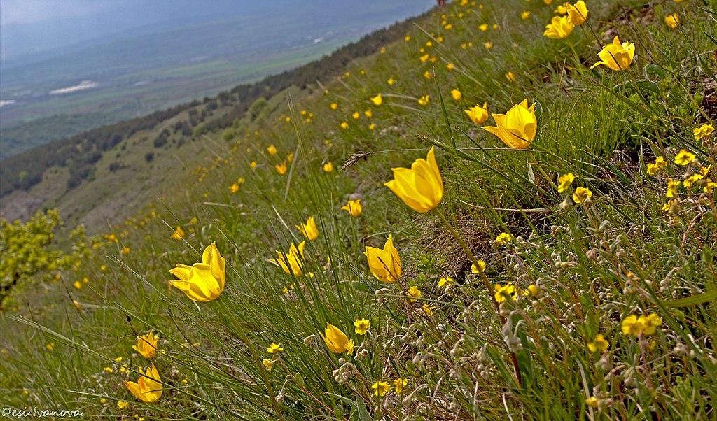 Photo of the habitat view of Species Tulip (Tulipa hungarica) posted by ...
