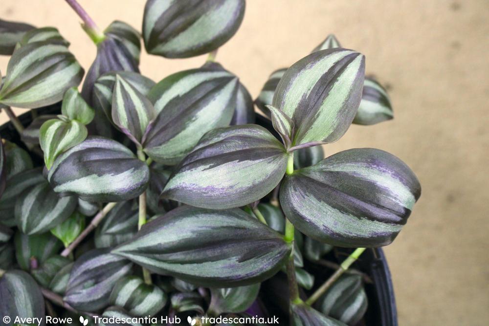 Photo of the leaves of Inch Plant (Tradescantia zebrina 'Deep Purple ...