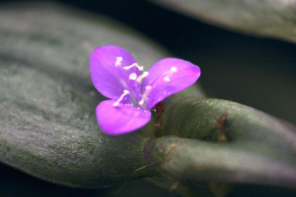 Photo of the bloom of Inch Plant (Tradescantia zebrina 'Deep Purple ...