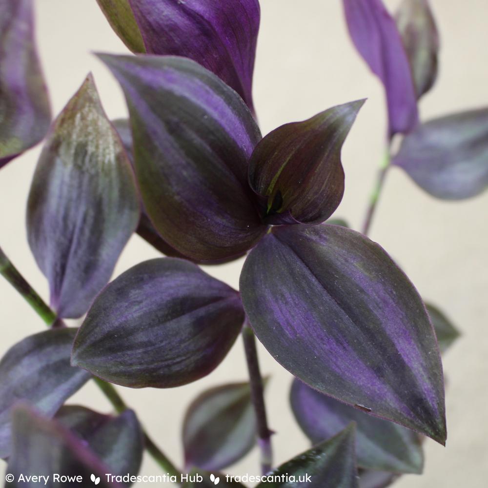 Inch Plant (Tradescantia zebrina 'Deep Purple') in the Tradescantias ...