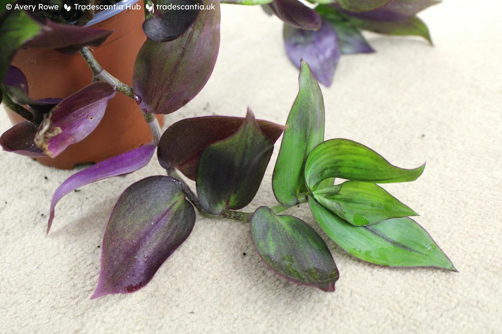 Inch Plant (Tradescantia zebrina 'Flame Dance') in the Tradescantias ...
