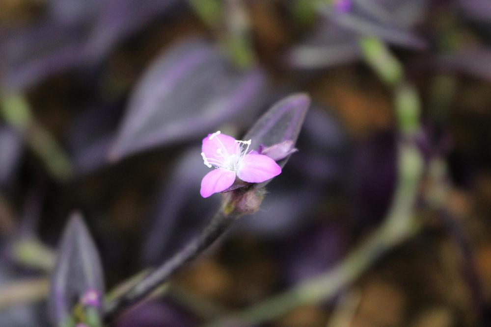 Photo of the bloom of Inch Plant (Tradescantia zebrina 'Burgundy ...