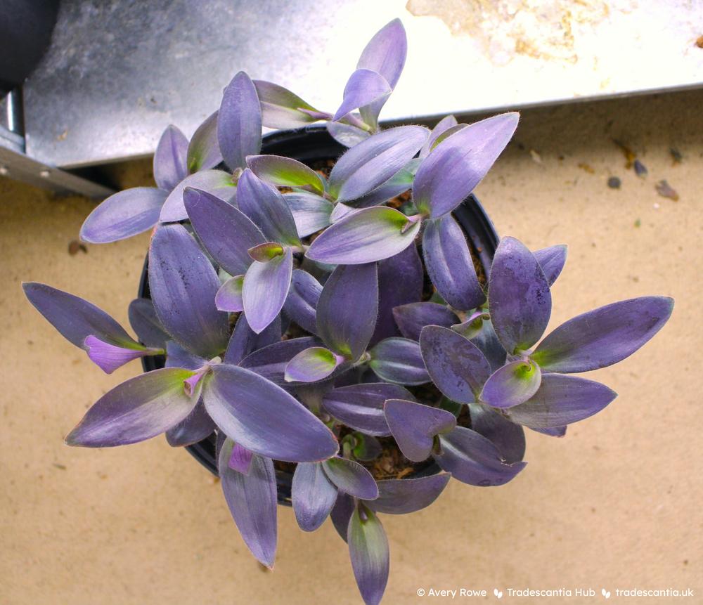 Purple Heart (Tradescantia pallida 'Purple Pixie') in the Tradescantias ...