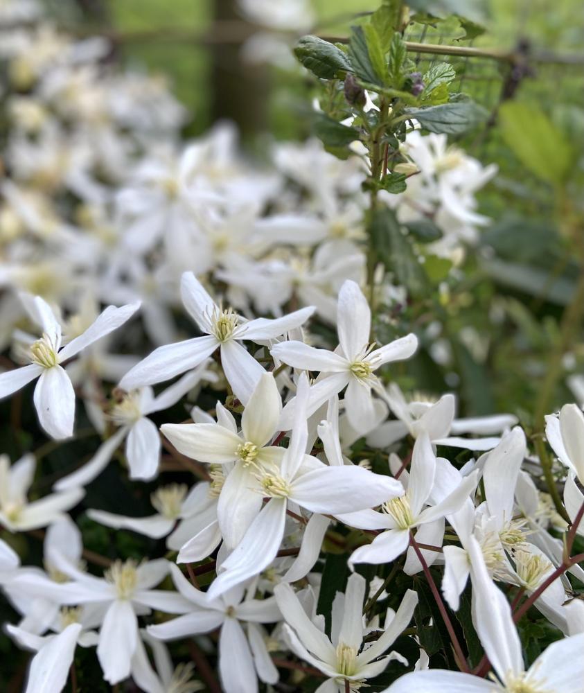 Clematis (Clematis armandii 'Snowdrift') in the Clematis Database ...