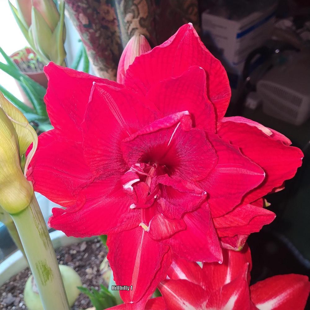 Photo of the bloom of Amaryllis (Hippeastrum 'Cherry Nymph') posted by ...