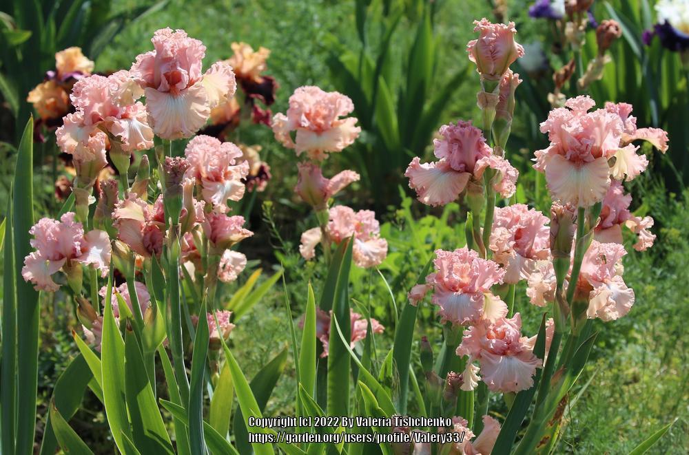 Photo of the bloom of Tall Bearded Iris (Iris 'In the Morning') posted ...