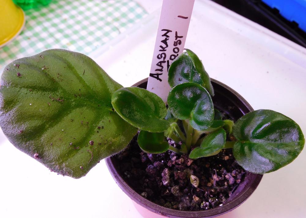 Photo of the emerging growth of African Violet (Streptocarpus 'Alaskan ...