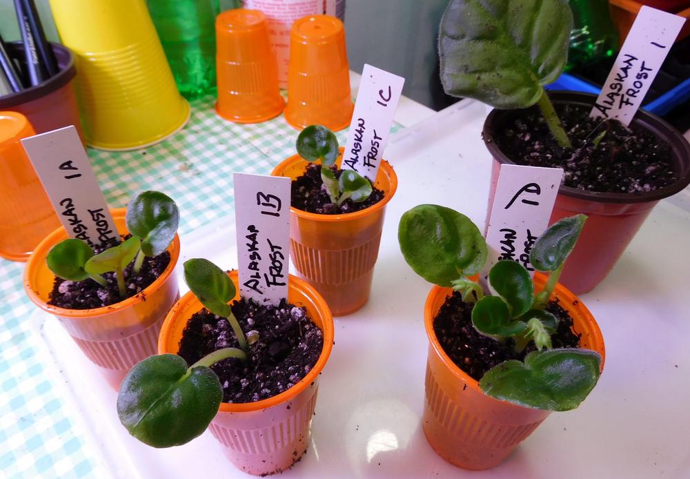 Photo of the seedling or young plant of African Violet (Streptocarpus ...