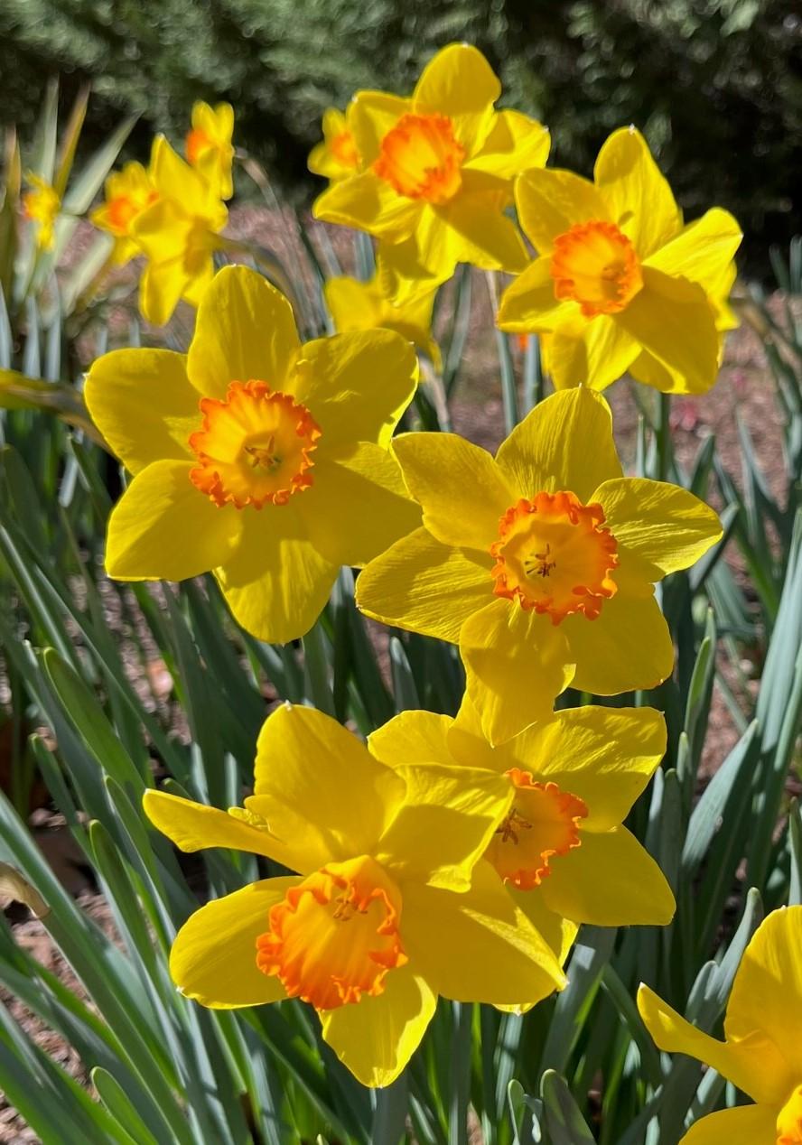 Photo of the bloom of Large-cupped Daffodil (Narcissus 'Ceylon') posted ...