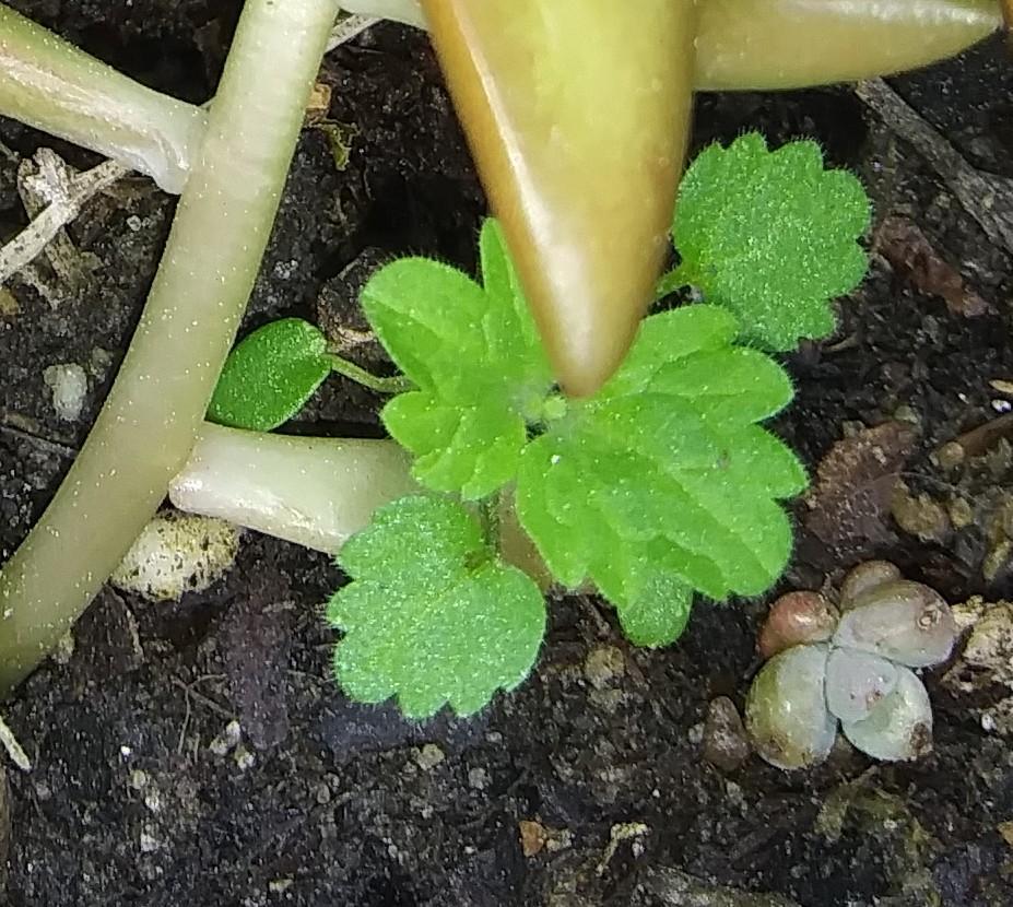 Photo of the seedling or young plant of Henbit (Lamium amplexicaule ...
