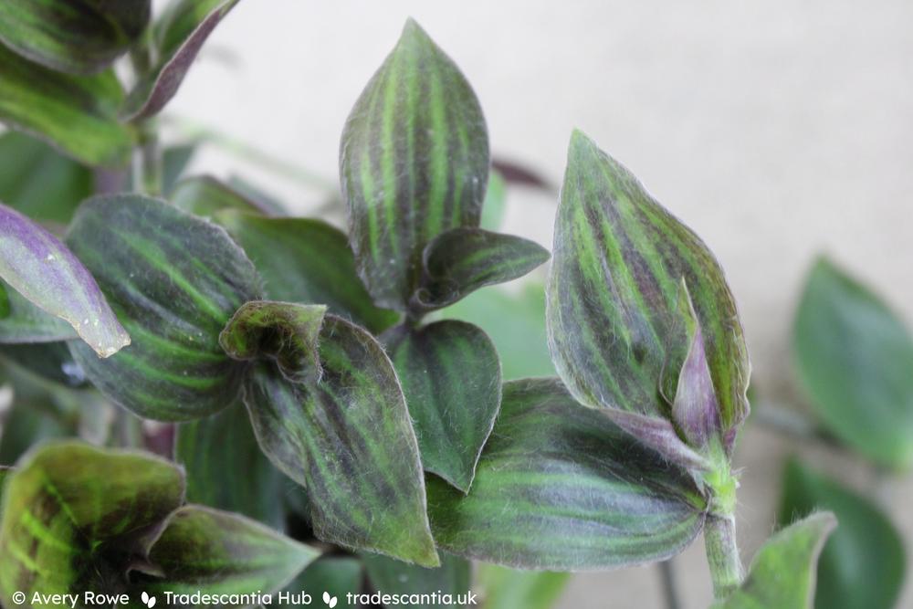 Photo of the leaves of Inch Plant (Tradescantia zebrina 'Purple Plush ...