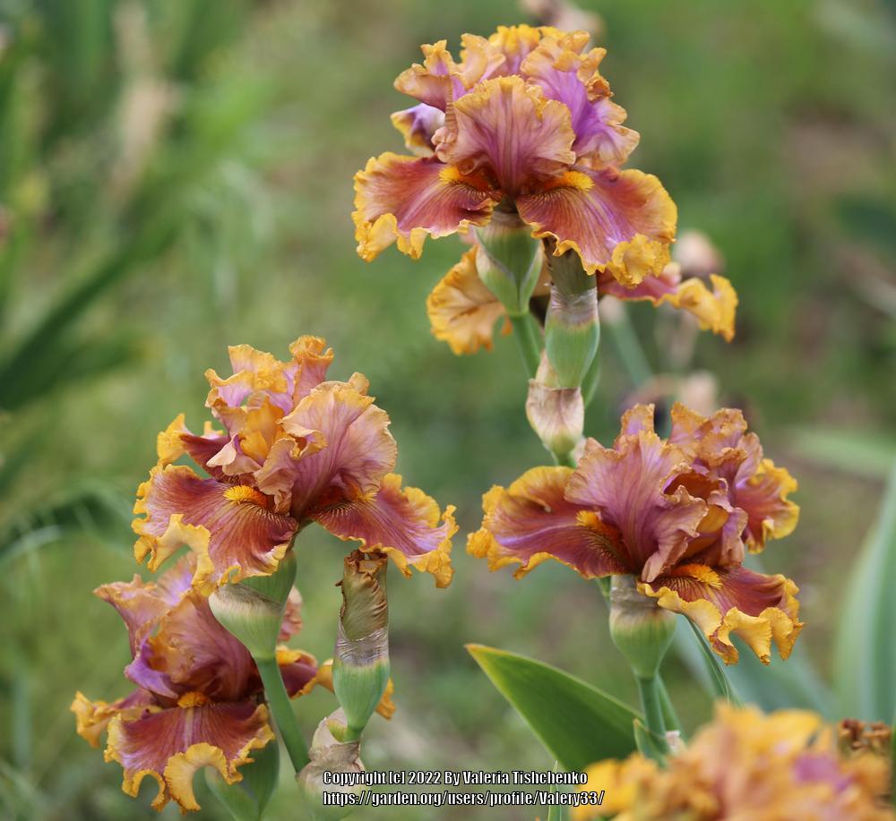 Tall Bearded Iris (Iris 'Lash Out') in the Irises Database - Garden.org