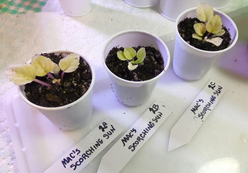 Photo of the seedling or young plant of African Violet (Streptocarpus ...