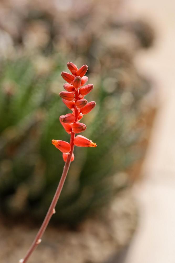 Aloe 'Pepe' in the Aloes Database - Garden.org