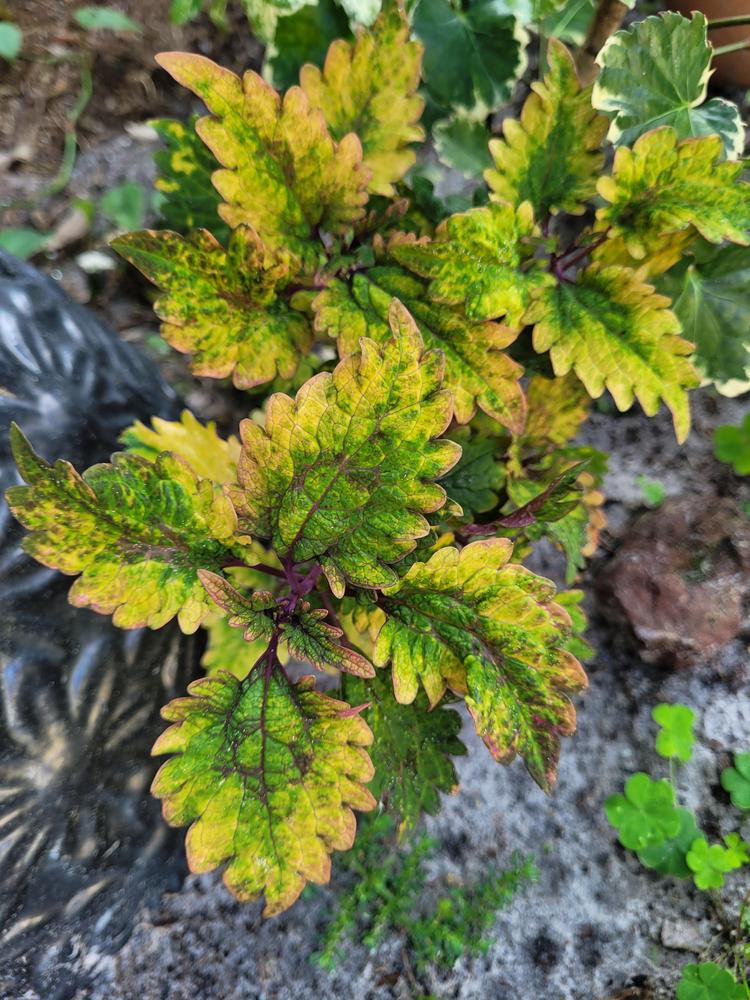 Photo of the entire plant of Coleus (Coleus scutellarioides 'Nelly's Nightfall') posted by ...