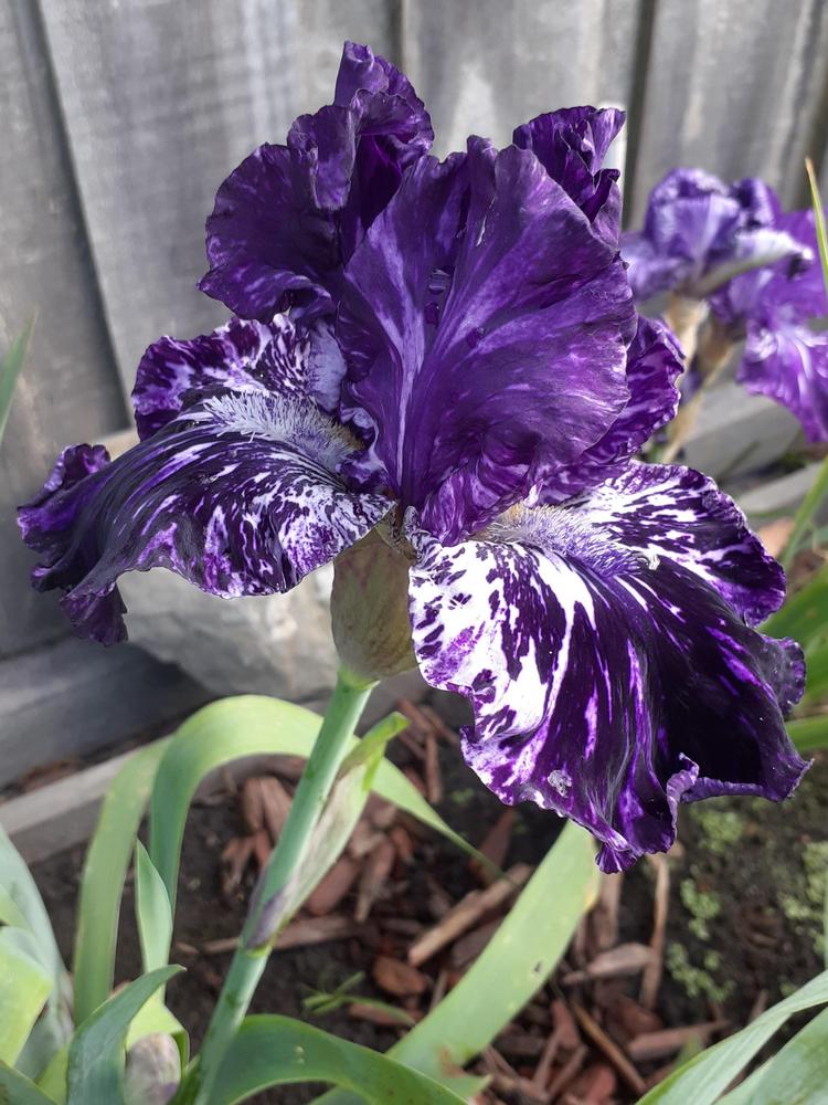 Photo of the bloom of Tall Bearded Iris (Iris 'Splatter Matters ...