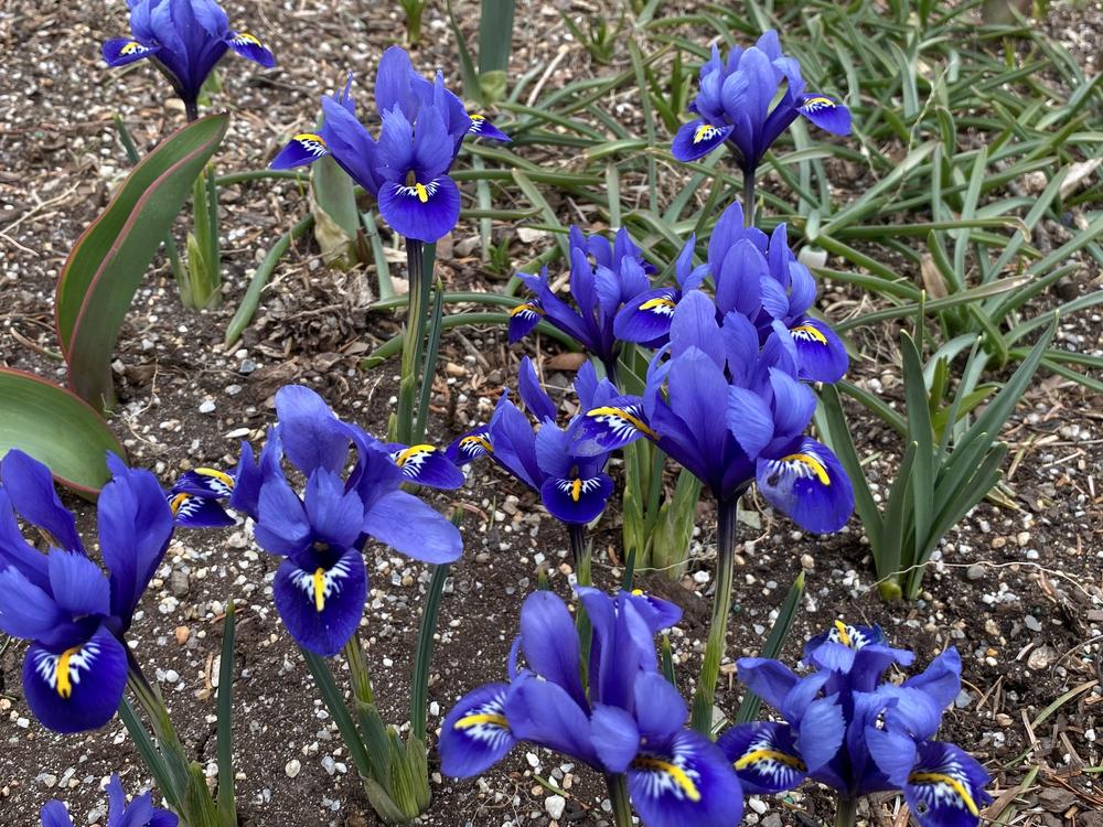 Photo of the entire plant of Iris (Iris reticulata 'Rhapsody.') posted ...