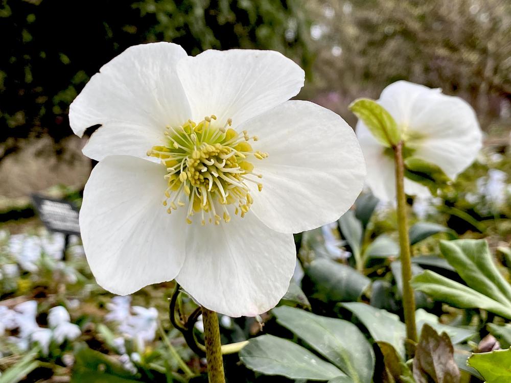 Hellebore (Helleborus niger Gold Collection® Jacob) in the Hellebores ...