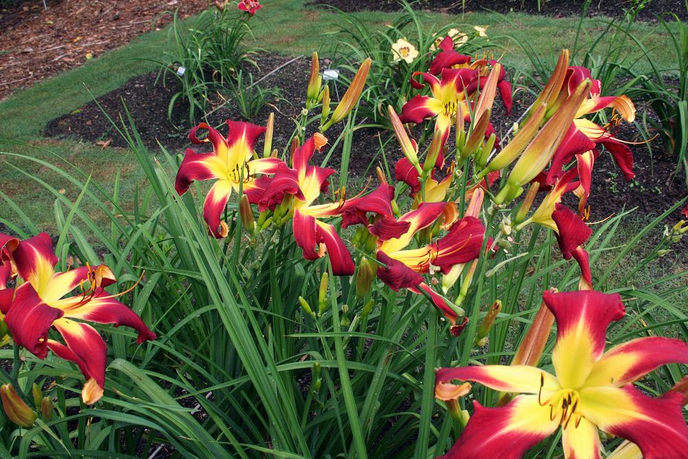 Photo of the bloom of Daylily (Hemerocallis 'Rumba Numba') posted by ...