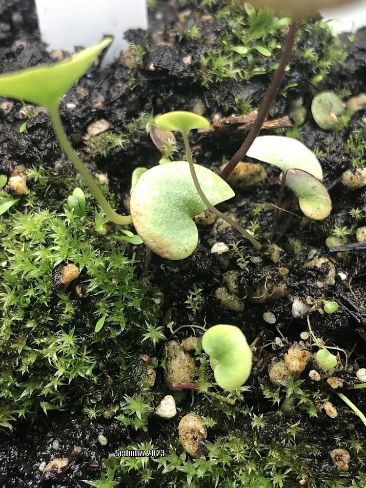 Photo of the leaves of Utricularia x cornigera posted by sedumzz ...