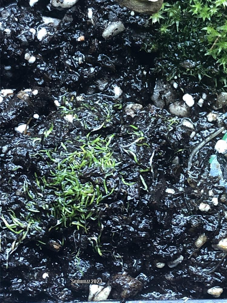 Photo of the entire plant of Bladderwort (Utricularia bisquamata 'Devil ...