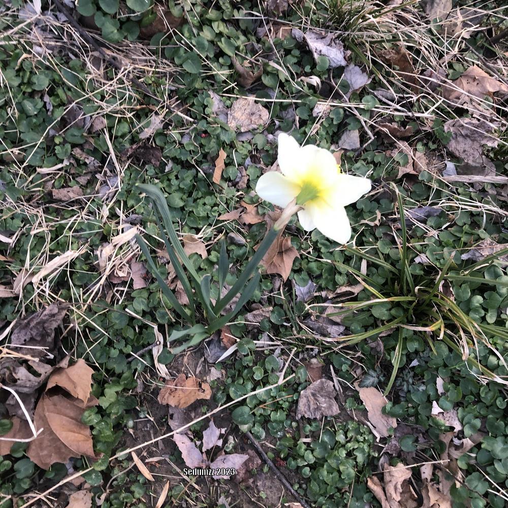Photo of the entire plant of Large-Cupped Daffodil (Narcissus 'Ice ...