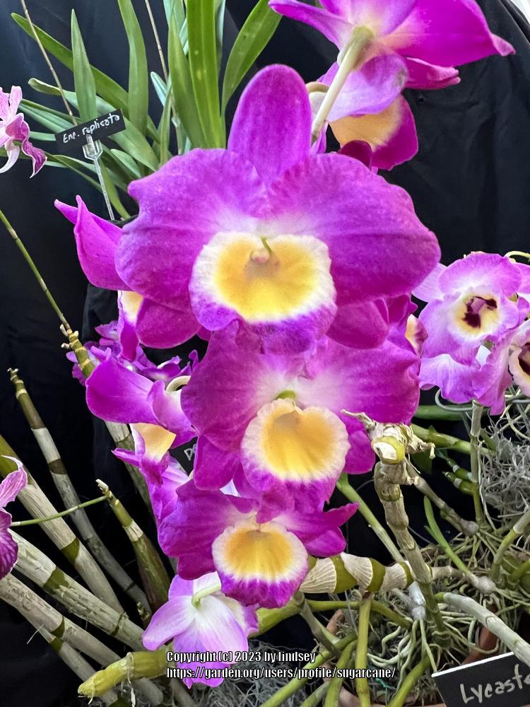 Orchid (Dendrobium Pink Kiss) - Garden.org