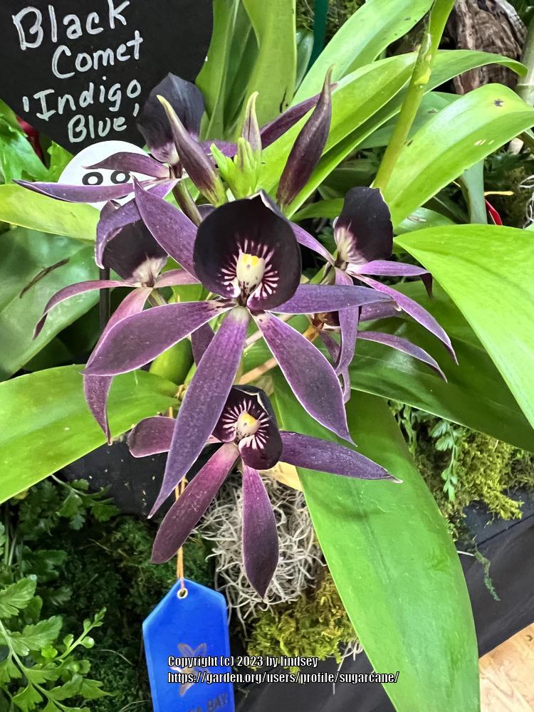 Photo of the bloom of Orchid (Guarechea Black Comet 'Indigo Blue ...