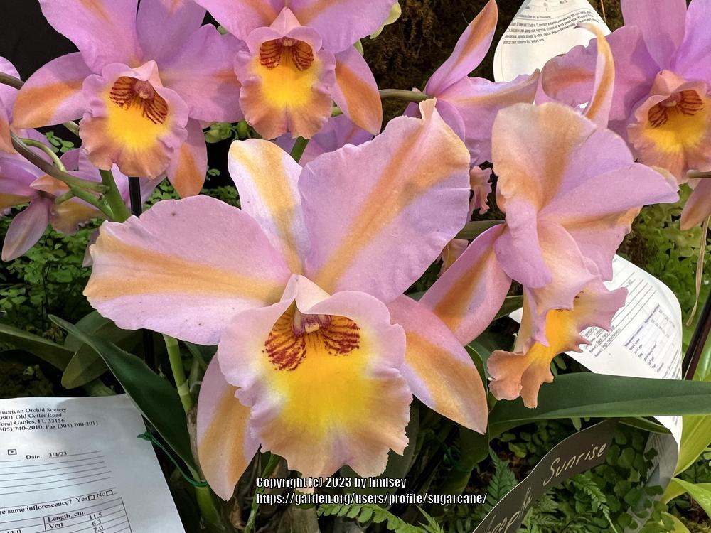 Orchid (Rechingerara Apopka Sunrise) - Garden.org