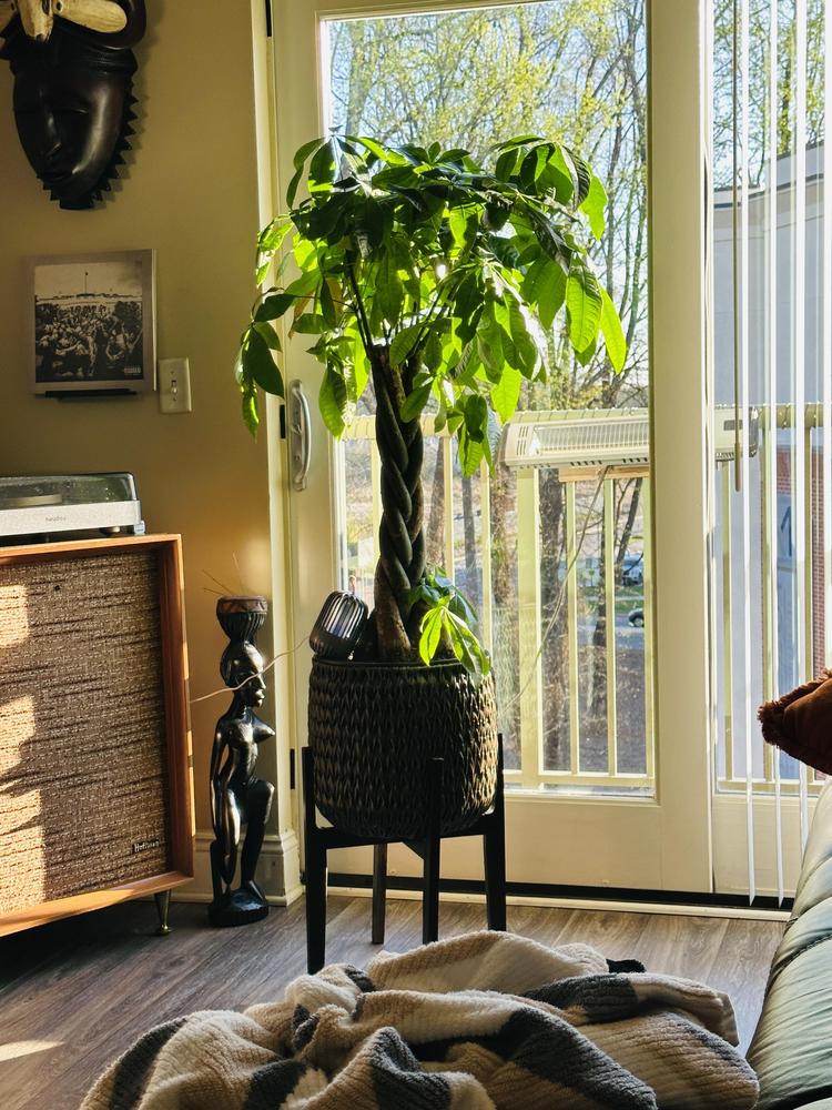 Large Indoor Money Tree in the Houseplants forum - Garden.org