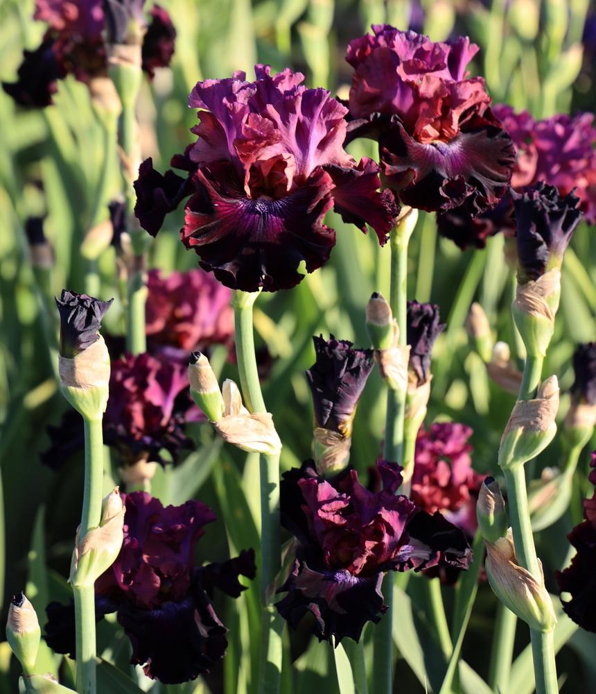 Photo of the bloom of Tall Bearded Iris (Iris 'Mystery Man') posted by ...