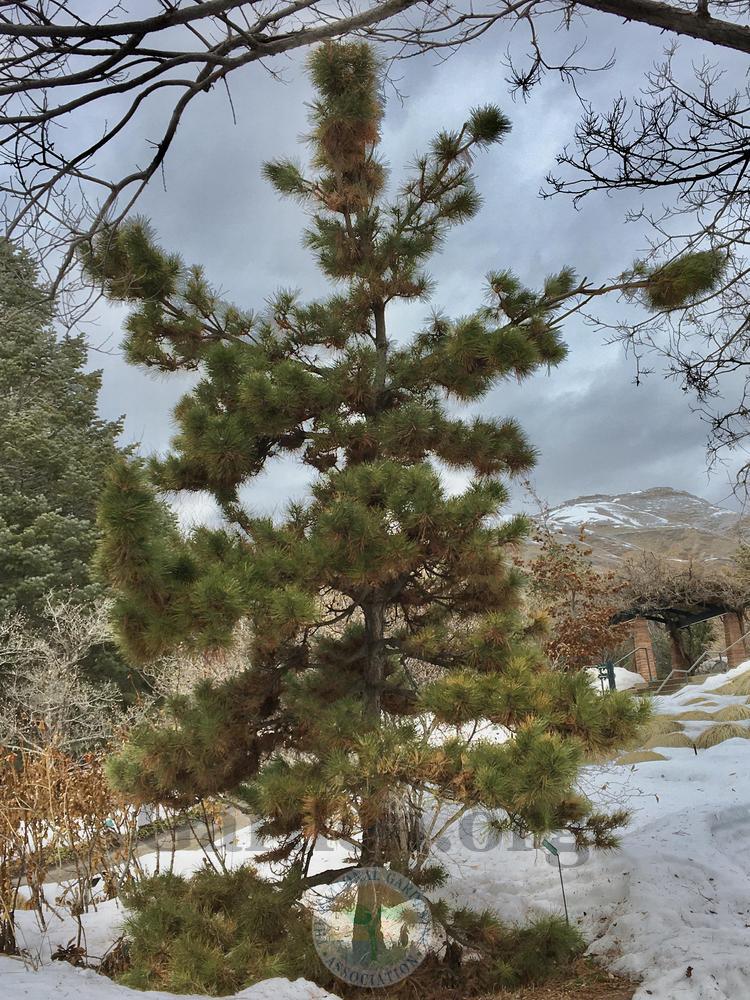 European Black Pine (Pinus nigra 'Hornibrookiana') - Garden.org