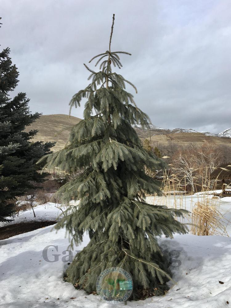 Photo of the winter interest of Engelmann Spruce (Picea engelmannii ...