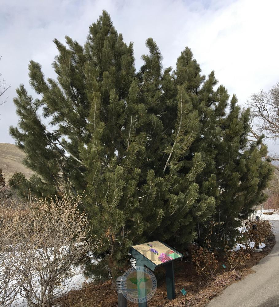 Bosnian Pine (Pinus heldreichii 'Iseli Fastigiate') - Garden.org